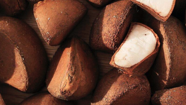 Krappa Olie: Een Natuurlijke Helende Kracht uit het Amazonegebied ...